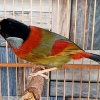 Jual Pancawarna Burung Terlengkap & Terbaik - Harga Murah Juni 2024