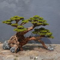 Jual Bonsai Aquascape Terlengkap & Terbaik - Harga Murah April 2024