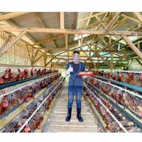 Jual Bibit Ayam Petelur Terlengkap & Terbaik - Harga Murah Juni 2024