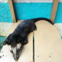 Jual Musang Bulan Terlengkap & Terbaik - Harga Murah Juni 2024