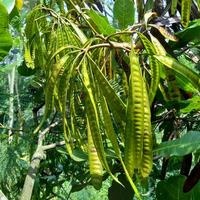Jual Pohon Lamtoro Terbaik - Harga Murah Mei 2024 & Cicil 0%