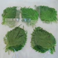 Jual Daun Shiso Mei 2024 Harga Termurah - Cicil 0% 3x di Tokopedia