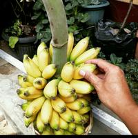 Jual Bibit Pisang Terbaik - Harga Murah Juni 2024 & Cicil 0%