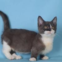 Kucing Munchkin Harga Termurah - Kualitas Terbaik