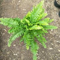 Jual Pakis Boston Terbaik - Harga Murah Juli 2025 & Cicil 0%