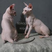 Jual Kucing Sphinx Terlengkap & Terbaik - Harga Murah Juni 2024