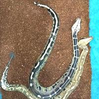 Jual Ular Dipong Terlengkap & Terbaik - Harga Murah November 2022