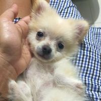 Jual Anjing Minipom Terlengkap & Terbaik - Harga Murah April 2024