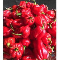 Jual Cabe Katokkon Terdekat - Harga Murah & Grosir Mei 2023