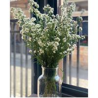 Jual Bunga Pikok Putih Terlengkap - Harga Murah & Grosir Mei 2024