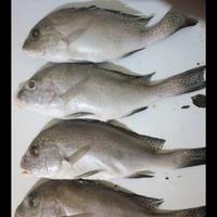 Jual Ikan Kaci Kaci Terdekat - Harga Murah & Grosir Maret 2024