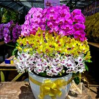 Jual Rangkaian Anggrek Terbaik - Harga Murah Juni 2024 & Cicil 0%