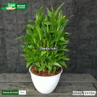 Jual Bambu Batangan Terbaik - Harga Murah November 2024 & Cicil 0%