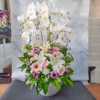 Jual Bunga Anggrek Terbaik & Terbaru Juni 2024 - Harga Murah