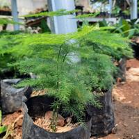 Jual Pohon Cemara Terbaik - Harga Murah Februari 2025 & Cicil 0%