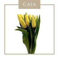 Jual Bunga Tulip Asli Murah & Terbaik - Harga Terbaru Mei 2025
