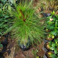 Jual Bibit Pohon Pinus Terbaik - Harga Murah Maret 2023 & Cicil 0%