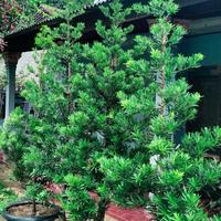 Jual Pohon Lohansung Terbaik - Harga Murah April 2025 & Cicil 0%