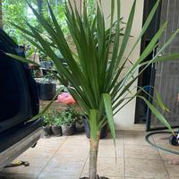 Jual Pandan Bali Terdekat - Harga Murah & Grosir Februari 2025
