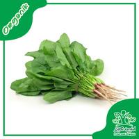 Jual Bayam Segar Terdekat - Harga Murah & Grosir Februari 2023