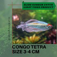 Jual Ikan Congo Tetra Terlengkap & Terbaik - Harga Murah April 2024