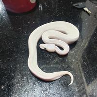 Jual Aneka Ular Ball Python Terlengkap - Harga Murah Juli 2023