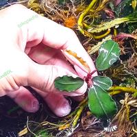 Jual Bucephalandra Pink Terlengkap & Terbaik - Harga Murah Oktober 2022