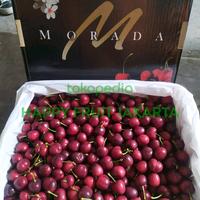 Jual Buah Cherry Segar Terdekat - Harga Murah & Grosir Maret 2025