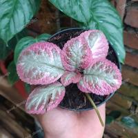 Jual Episcia Cleopatra Terlengkap - Harga Murah Februari 2024
