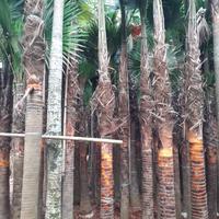 Jual Palem Sadeng Terbaik - Harga Murah Mei 2024 & Cicil 0%