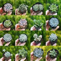 Tanaman Sukulen Mini & Cantik Juni 2024 - Tokopedia