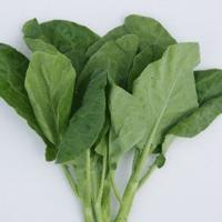 Jual Baby Kailan Terlengkap - Harga Murah Juli 2025 & Cicil 0%