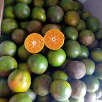 Jual Jeruk Peras 1 Kg Terlengkap - Daftar Harga Juni 2024 & Cicilan 0%