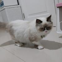 Jual Ragdoll Murah - Harga Terbaru Mei 2025