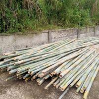 Jual Bambu Batangan Terbaik - Harga Murah Desember 2024 & Cicil 0%