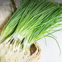 Jual Daun Bawang Cung Murah - Harga Terbaru 2024