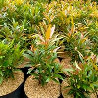 Jual Pohon Pucuk Merah Terbaik - Harga Murah Mei 2025 & Cicil 0%