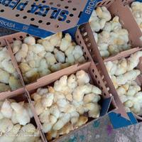 Jual Bibit Ayam Broiler Terdekat - Harga Murah & Grosir Juni 2024