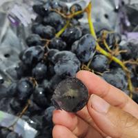 Jual Anggur Autumn Terdekat - Harga Murah & Grosir Mei 2024