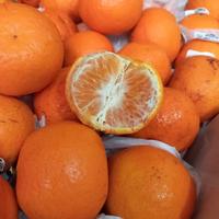 Jual Jeruk Wogan Terdekat - Harga Murah & Grosir Mei 2024