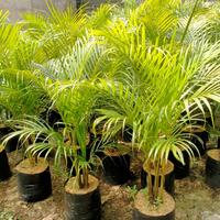 Jual Pohon Palm Terbaik - Harga Murah Juni 2024 & Cicil 0%