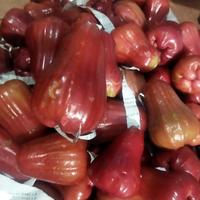 Jual Jambu Citra Merah Terdekat - Harga Murah & Grosir Mei 2024