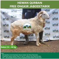 Jual Hewan Qurban Kambing Murah - Harga Terbaru 2024