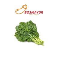 Jual Sayur Kale Terdekat - Harga Murah & Grosir Januari 2023