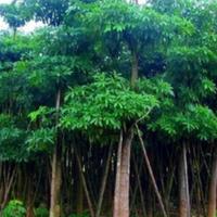 Jual Pohon Pule Terbaik - Harga Murah Maret 2025 & Cicil 0%