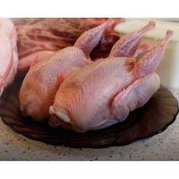 Jual Daging Burung Dara Terlengkap & Terbaik - Harga Murah Juni 2024