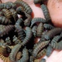 Jual Pupa Bsf Terlengkap & Terbaik - Harga Murah Juni 2024