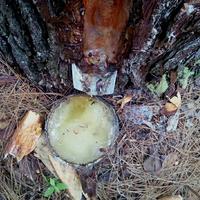 Jual Getah Pinus Murah - Harga Terbaru Maret 2024