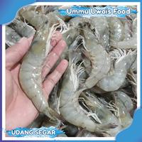 Jual Udang Segar Terdekat - Harga Murah & Grosir Januari 2025
