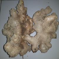 Jual Jahe Segar Terdekat - Harga Murah & Grosir Maret 2025